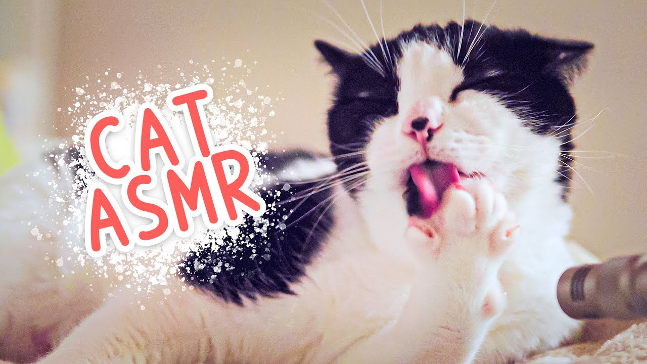 🎧 ASMR Cat Grooming #92 - YouTube