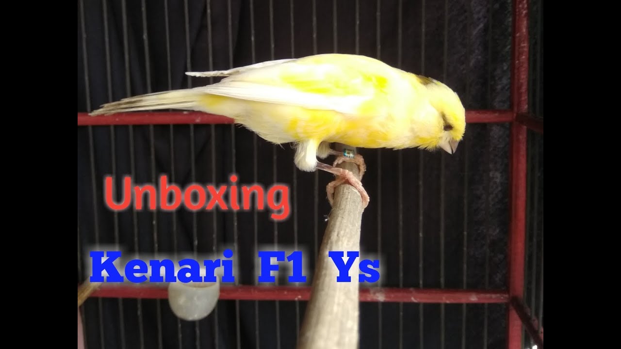 Unboxing kenari F1 YS - YouTube