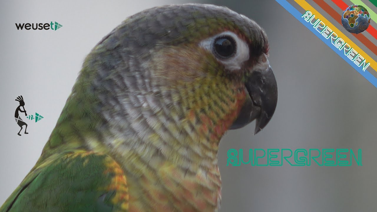 Io, Luca e Piccolo Sole - Pappagallo smarrito e ritrovato!! (AAA ...