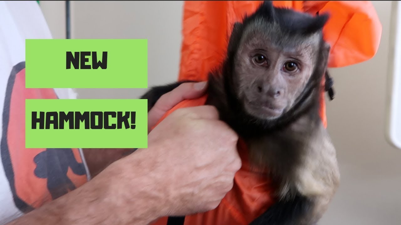 Capuchin Monkey Swings in New Hammock! (FUN TIME) - YouTube