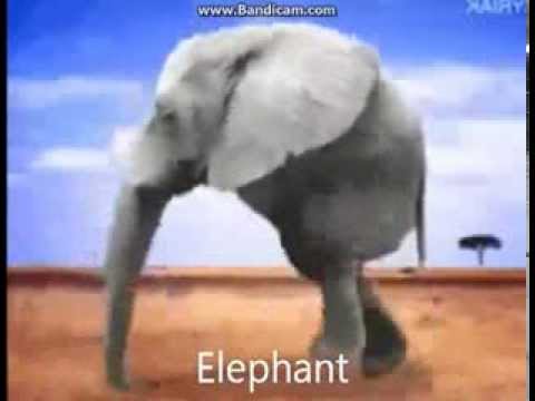 loads of retarded animals! - YouTube