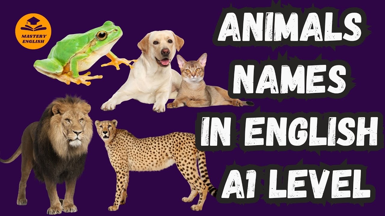 Learn Animals names in English A1 level in english for Mastery English ...