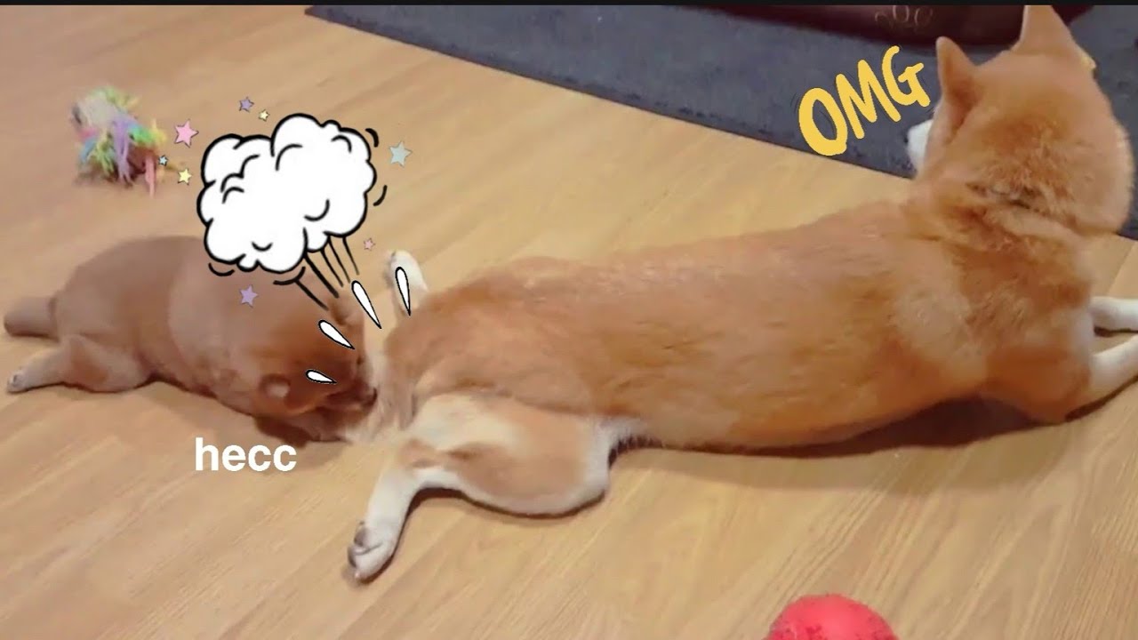 Suki baccfired at potat 🌬️ Hilarious / Shiba Inu puppies - YouTube