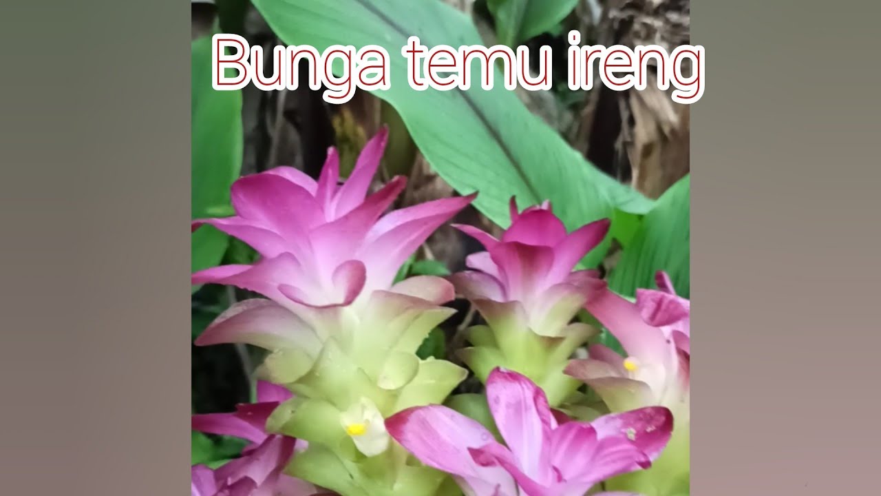 Bunga temu ireng -menemukan bunga temu ireng di hutan dekat rumah benar ...