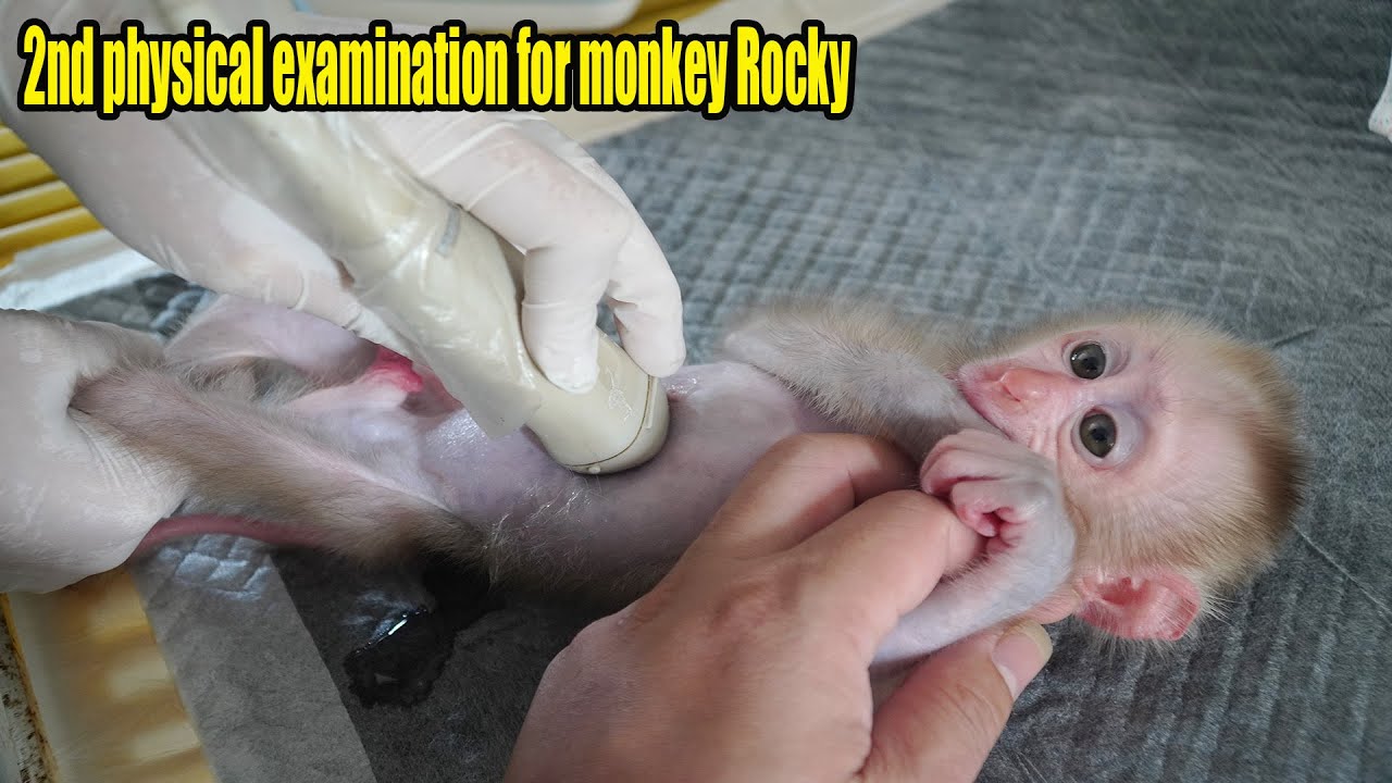 Take rocky baby monkey Rocky for a general health checkup - MONKEY ROSI - YouTube