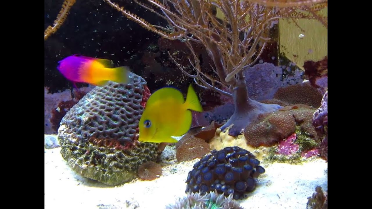 New Fish for the Atlantic Reef - YouTube