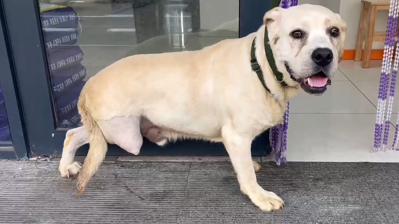 This Sweet Labrador wags its tail at Humans despite its leg was broken ...
