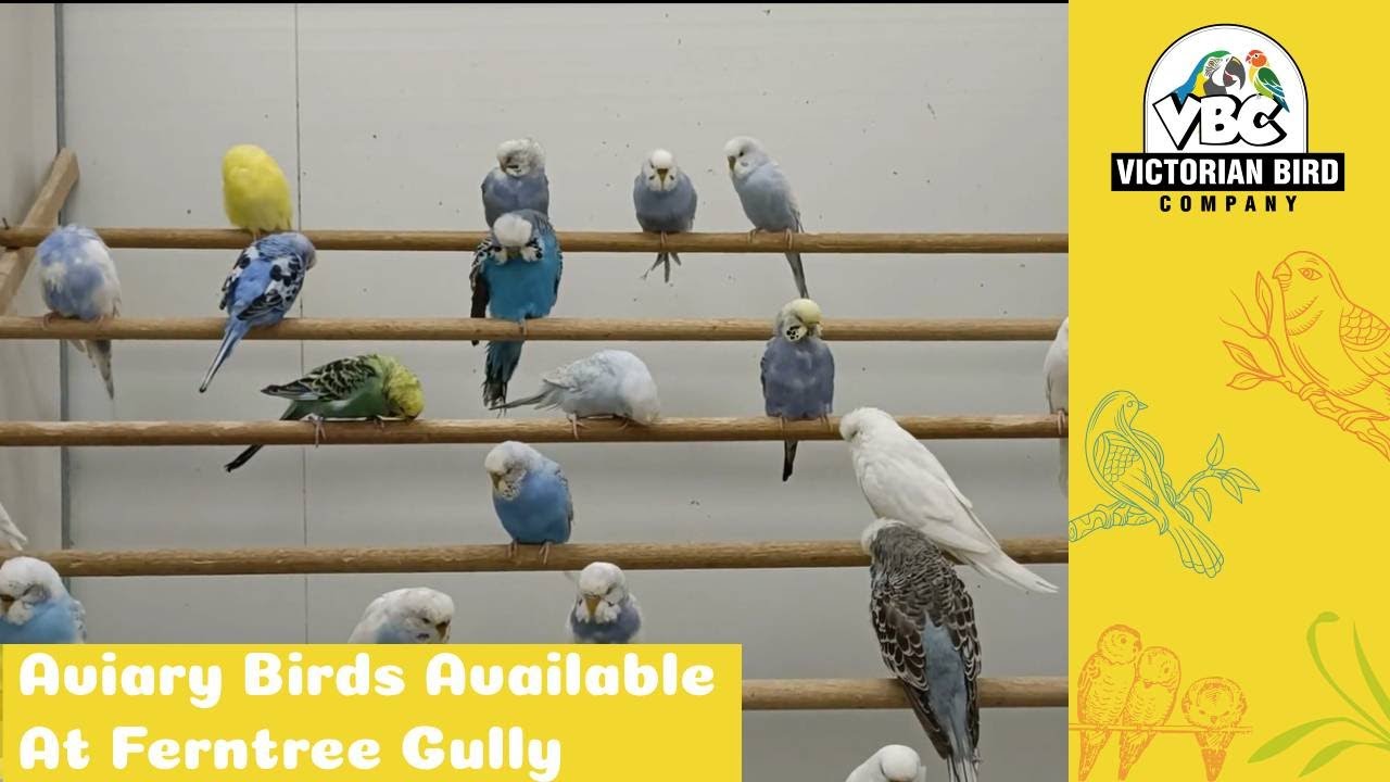 Aviary Birds Available | Ferntreegully Store | Victorian Bird Co - YouTube