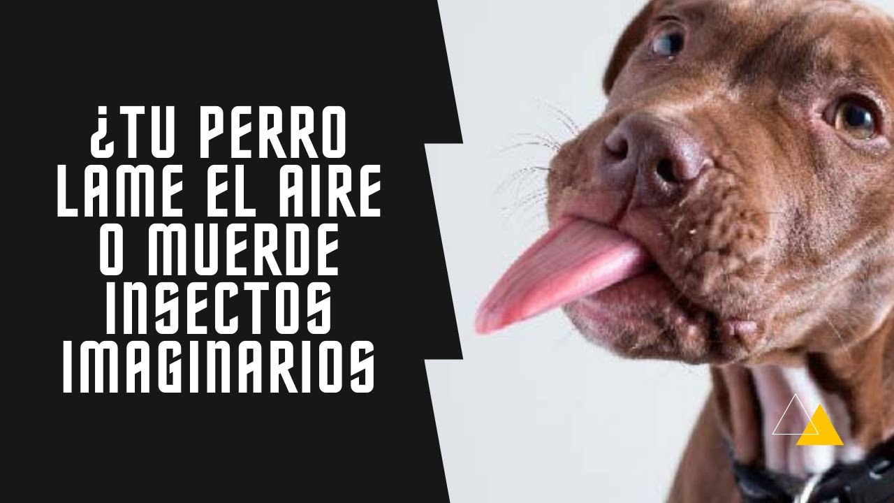 🐶¿TU PERRO LAME EL AIRE O MUERDE INSECTOS IMAGINARIOS🐶 - YouTube