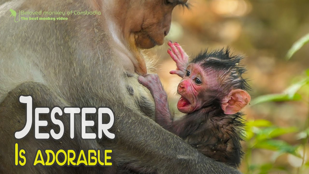 What constitutes an adorable baby Jester? He is incredibly gorgeous ...