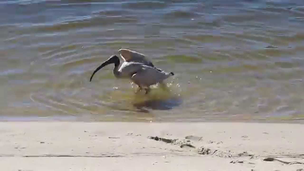 Flapping Bird!! - YouTube