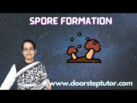 Spore Formation (Rhizopus - Bread Mold) | Science | NSO | Olympiad ...