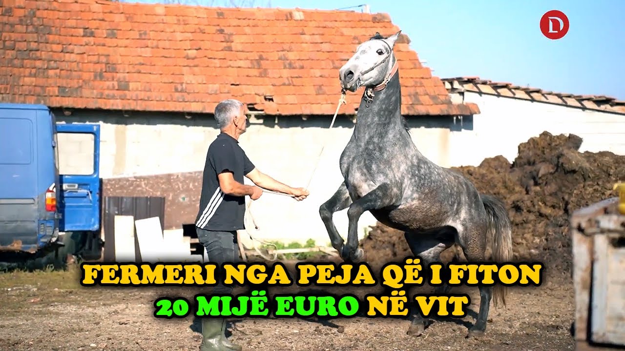 Fermeri nga Peja që i nxjerr 20 mijë euro në vit nga shitja e lopëve ...