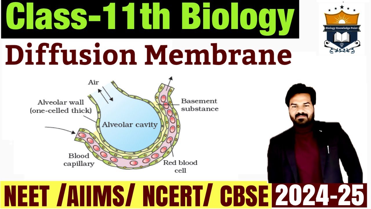 Diffusion Membrane | Breathing and Exchange of Gases | Class 11 Biology ...