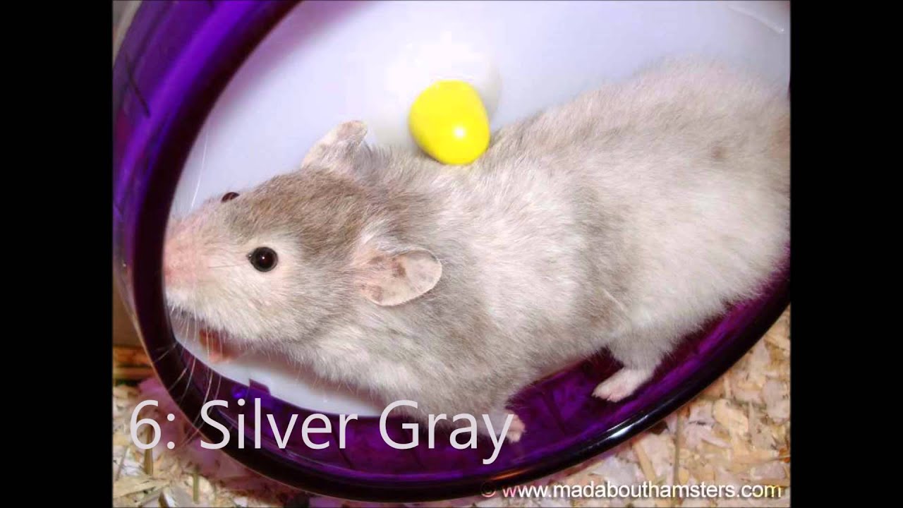 Top ten prettiest hamster fur types and patterns!! - YouTube