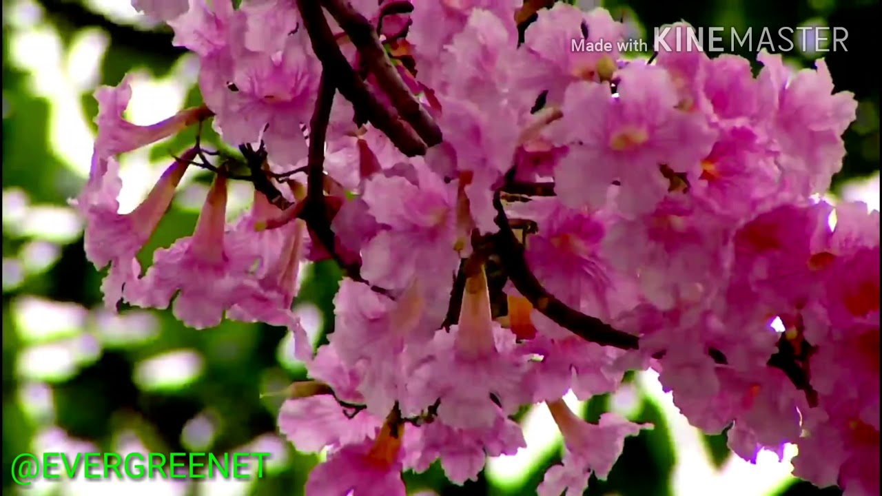 EL ÁRBOL OCOBO (flor morado) (tabebuia rosea) - YouTube