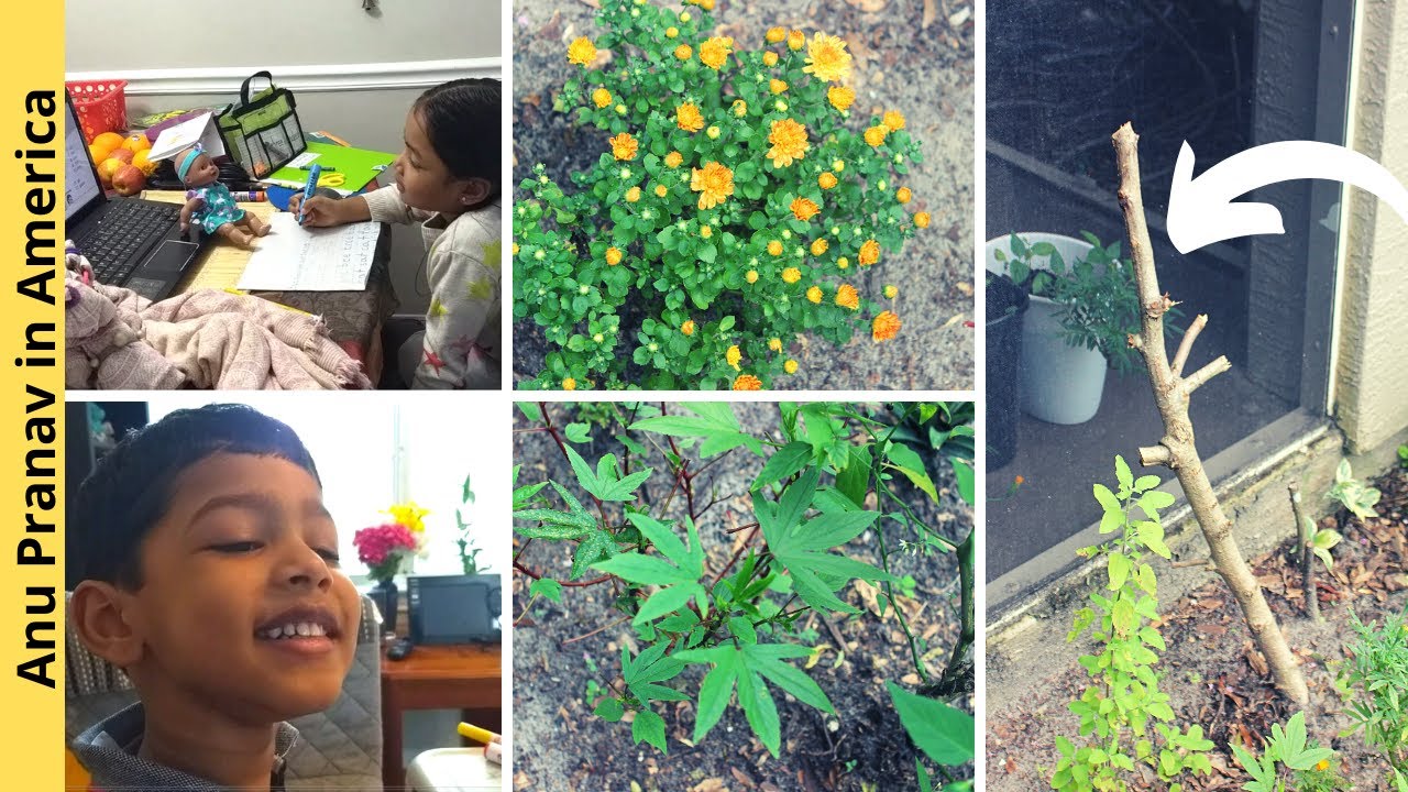 DIML vlog in tamil | murungai keerai maram in usa? | simple lunch menu ...