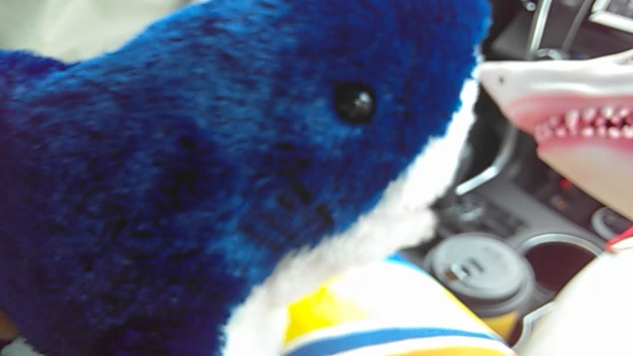 Shark brothers - YouTube