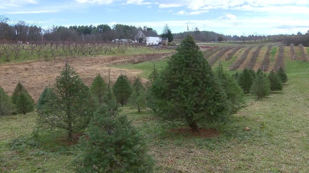 Drought's impact on fresh Christmas tree crop - YouTube