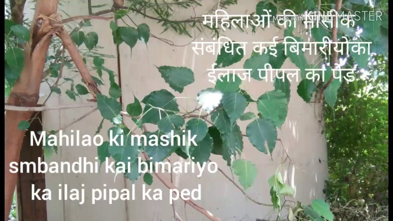 mahilao ki masik sambandhit kai bimariyo ka ilaj pipal ka ped. - YouTube