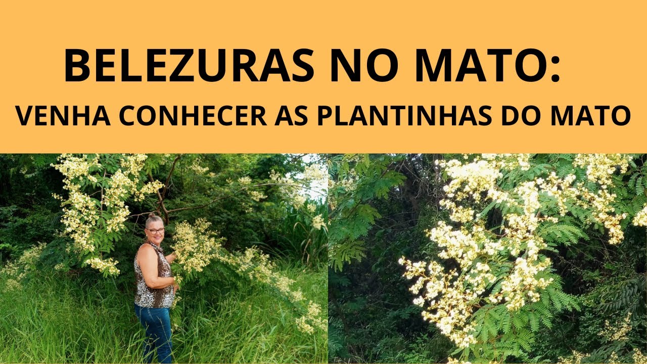 PLANTA DE JARDIM NO MATO | VENHA CONFERIR AS PLANTAS QUE NASCEM NO MATO ...