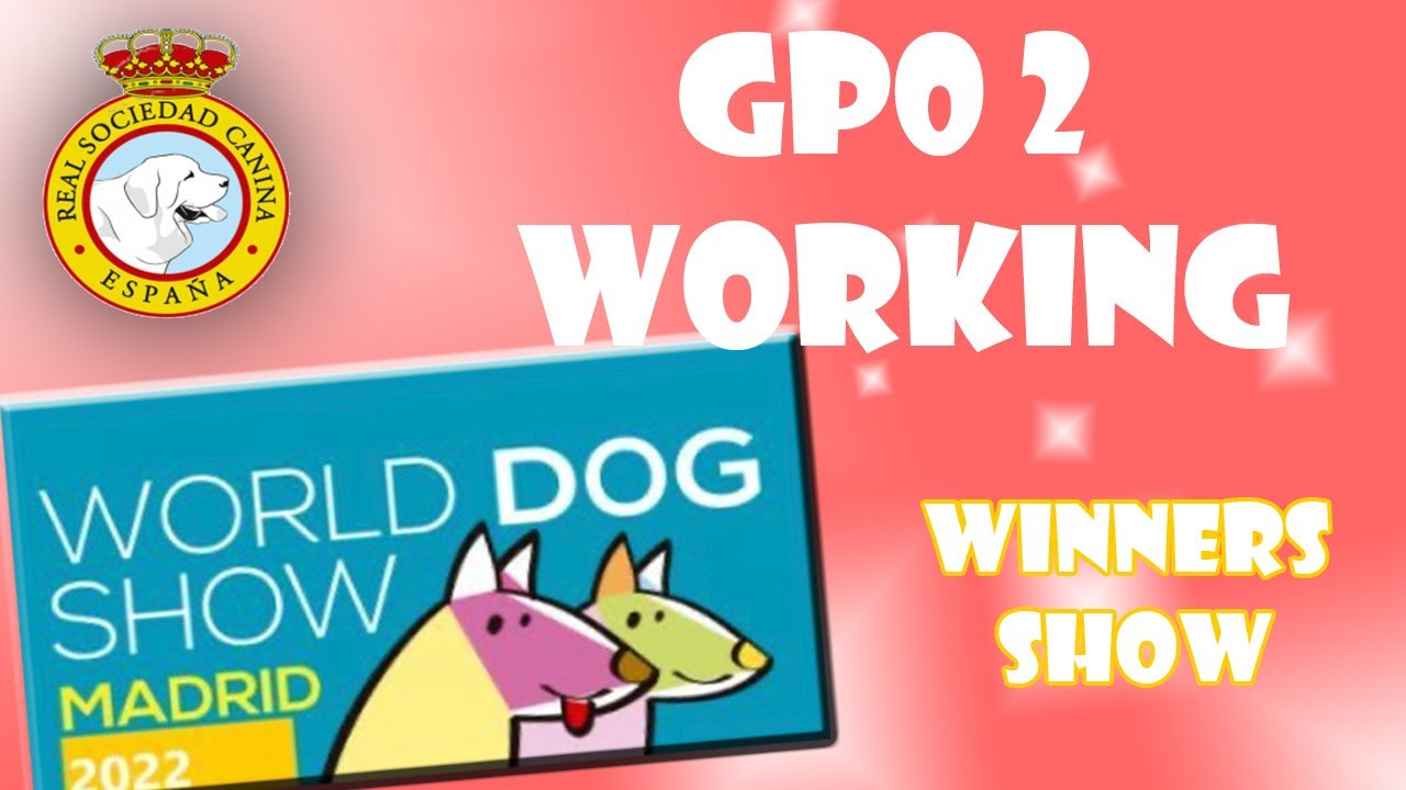 Grupo FCI 2 Working En El World Dog Show 2022 Madrid Juzgado Por grupo-fci-2-working-en-el-world-dog-show-2022-madrid-juzgado-por