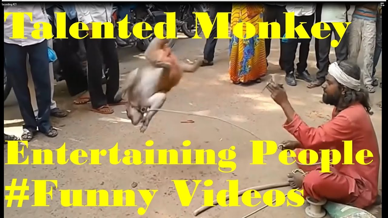 Talented Monkey - Entertaining people - YouTube