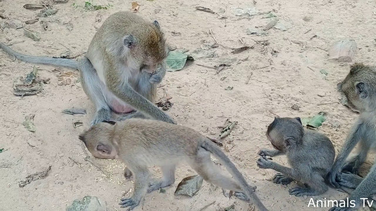 Macaque Attack: Monkey vs. Monkey | Wild ...... - YouTube