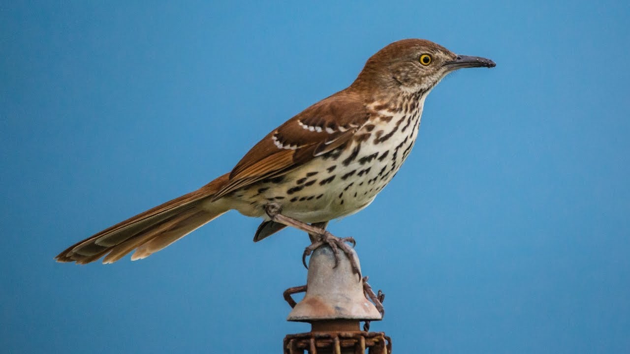 BIRD WATCHING TV for CATS and DOGS - YouTube