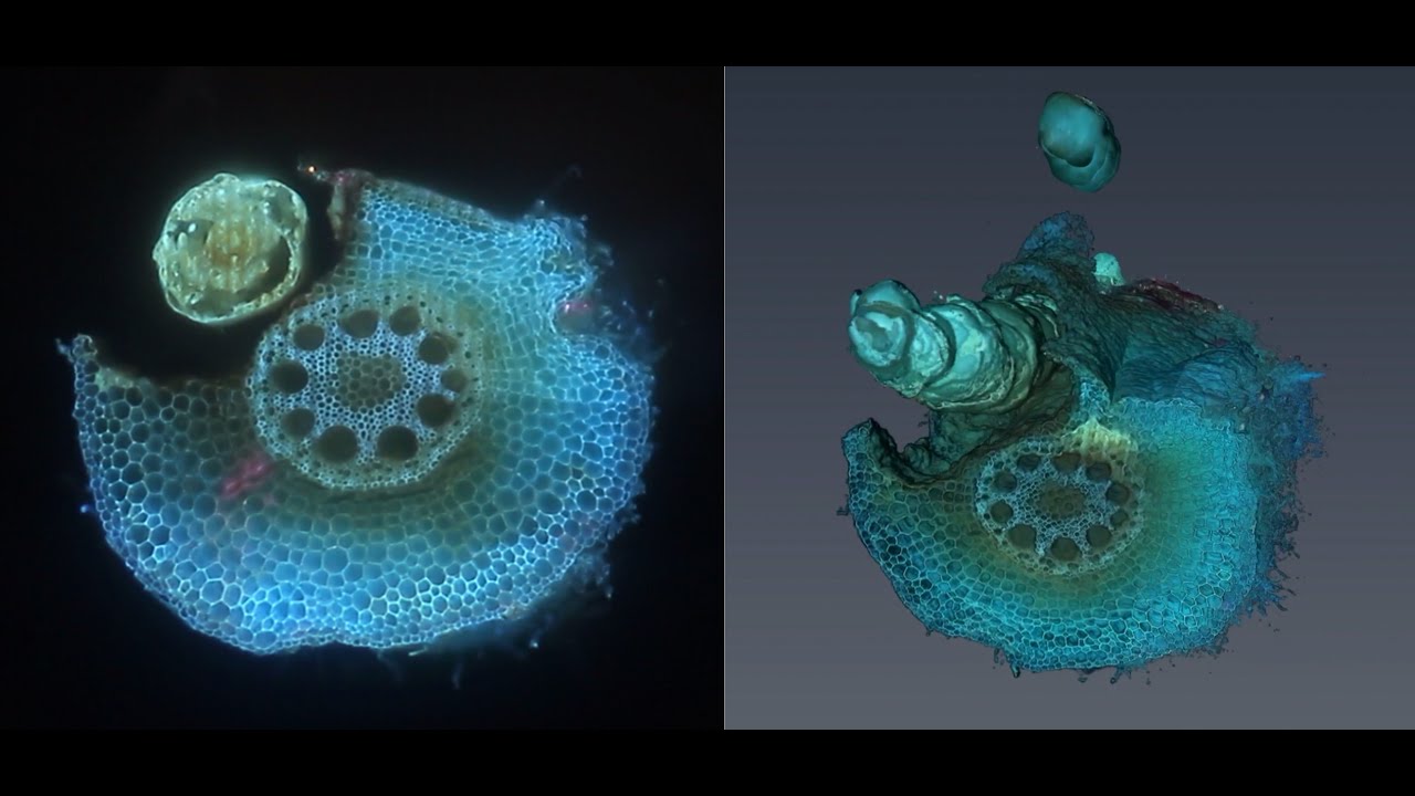 Laser Ablation Tomography: Visualisation of Maize root colonisation by ...
