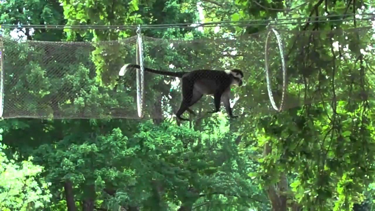 Philadelphia Zoo Treetop Trail - YouTube
