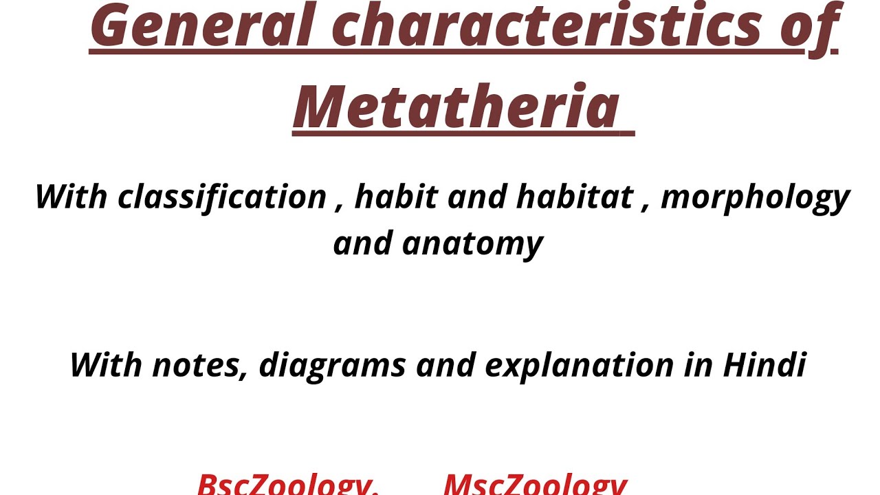Metatheria - General characteristics - YouTube