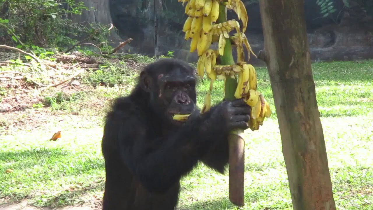 chimpanzee eating banana - YouTube