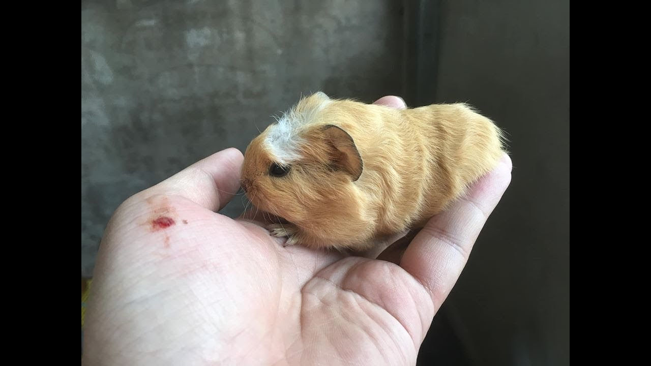 Bé Bọ Ú Baby Guinea Pig Baby Cavy baby - YouTube