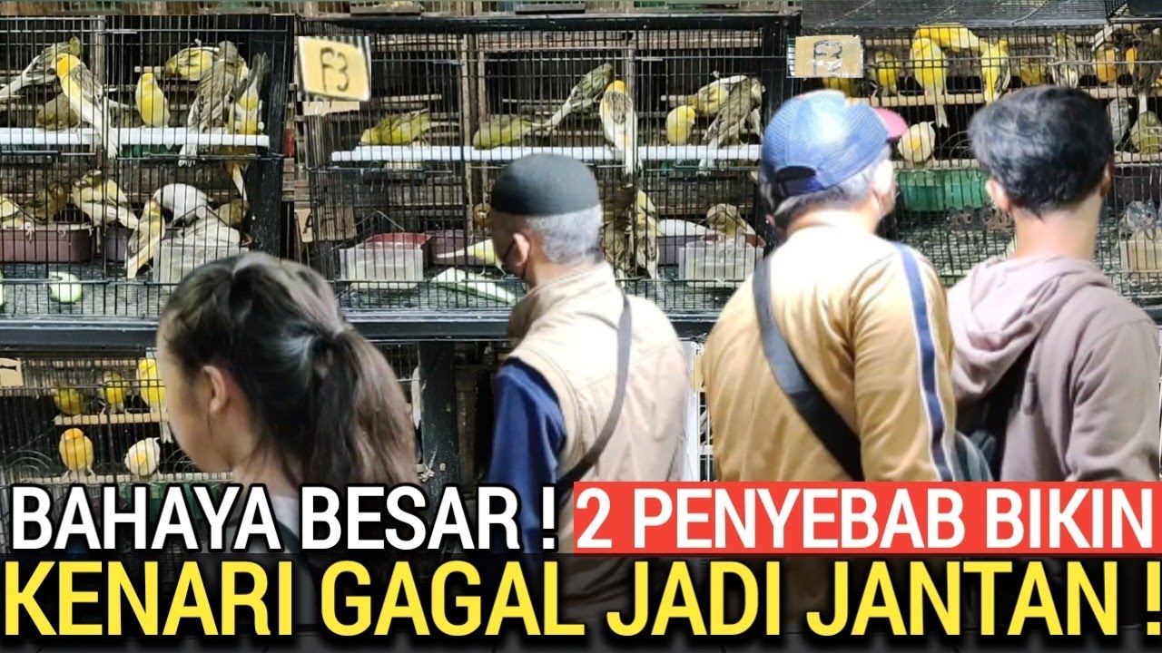 TERMURAH ! KENARI F3 BIKIN MEREM-MELEK, AWAS GAGAL JANTAN INI ...