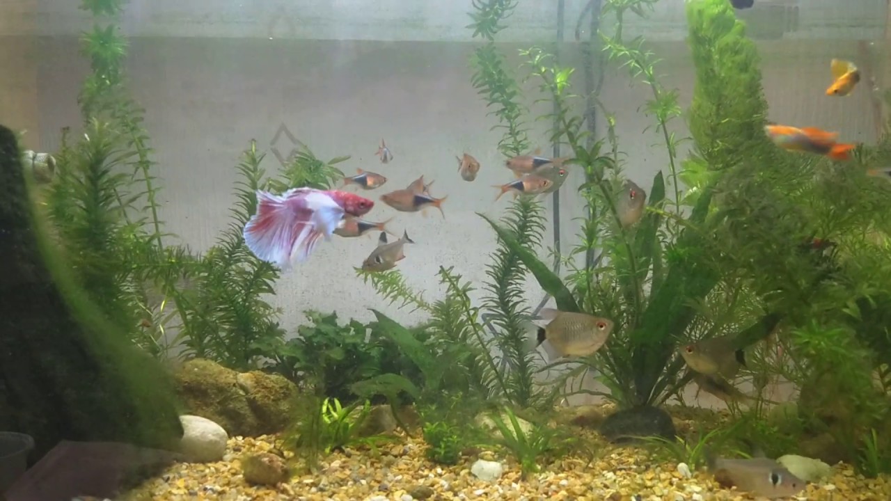 Young male betta in a 10 Gallon community tank - YouTube
