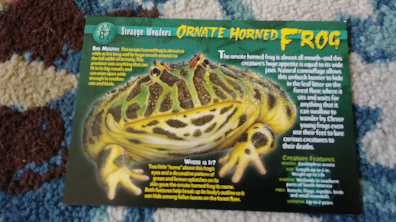 weird n' wild creatures #6 strange wonders - YouTube