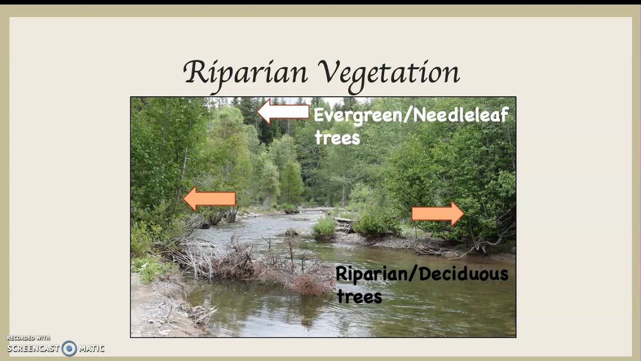 Riparian Vegetation - YouTube