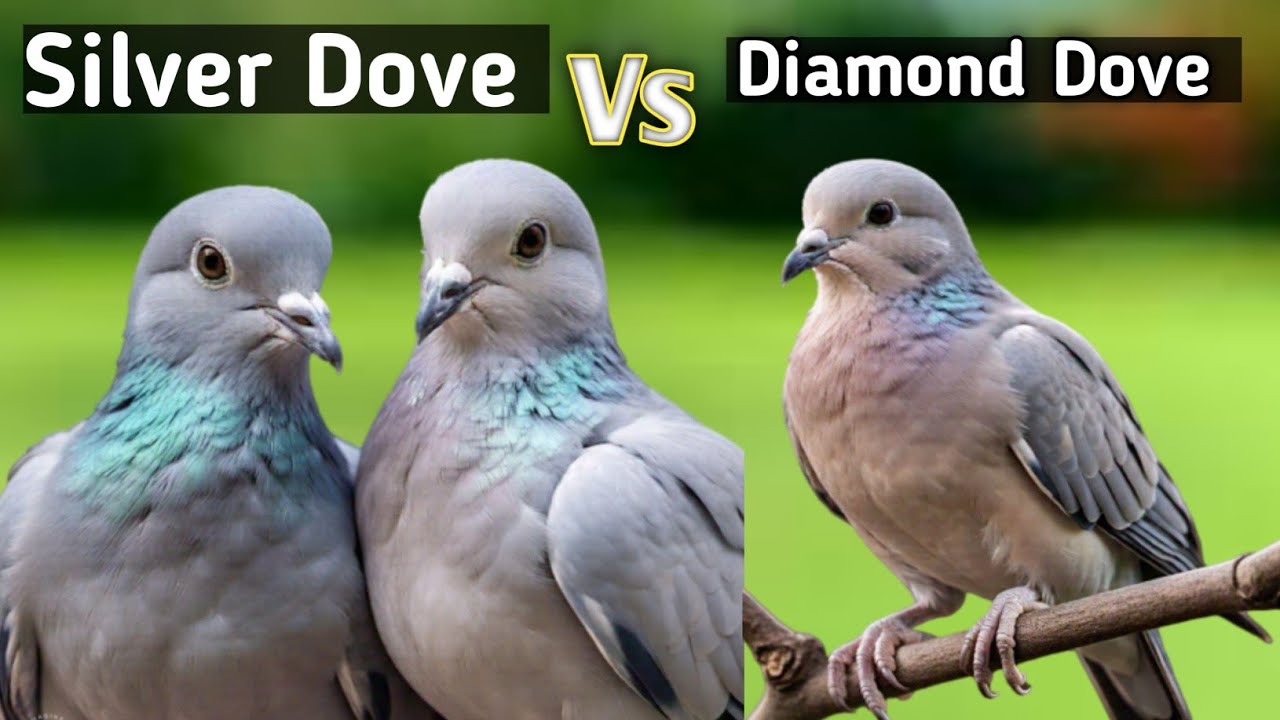 diamond dove |silver doves | silver doves | pet birds |diamond dove ...