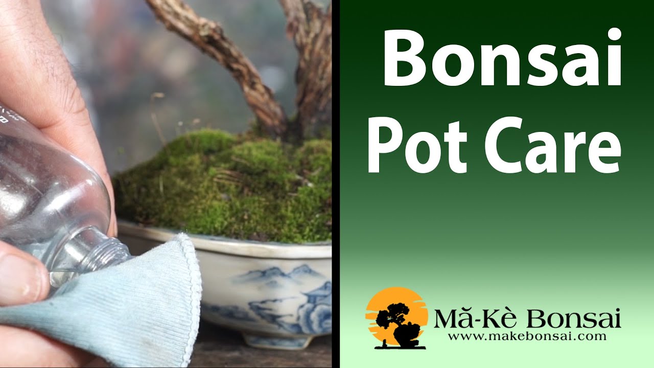 88) Basic Bonsai Pot Care - Bonsai Trees for Beginners Series - YouTube