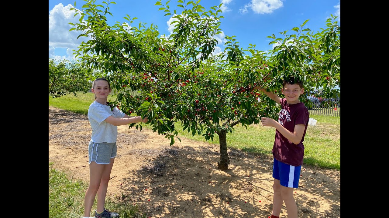 Battleview Orchards - Sour Cherry Picking 22 June 2020 - YouTube