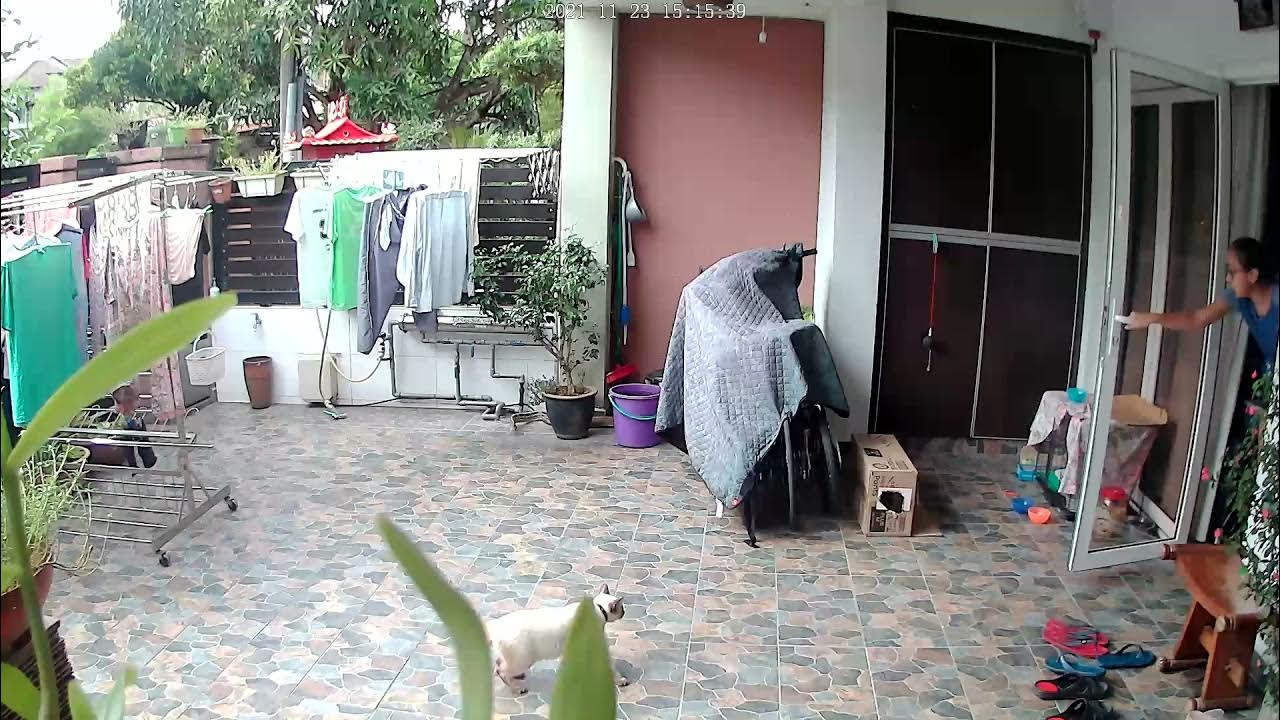 Python attacks my cat part 2 - YouTube