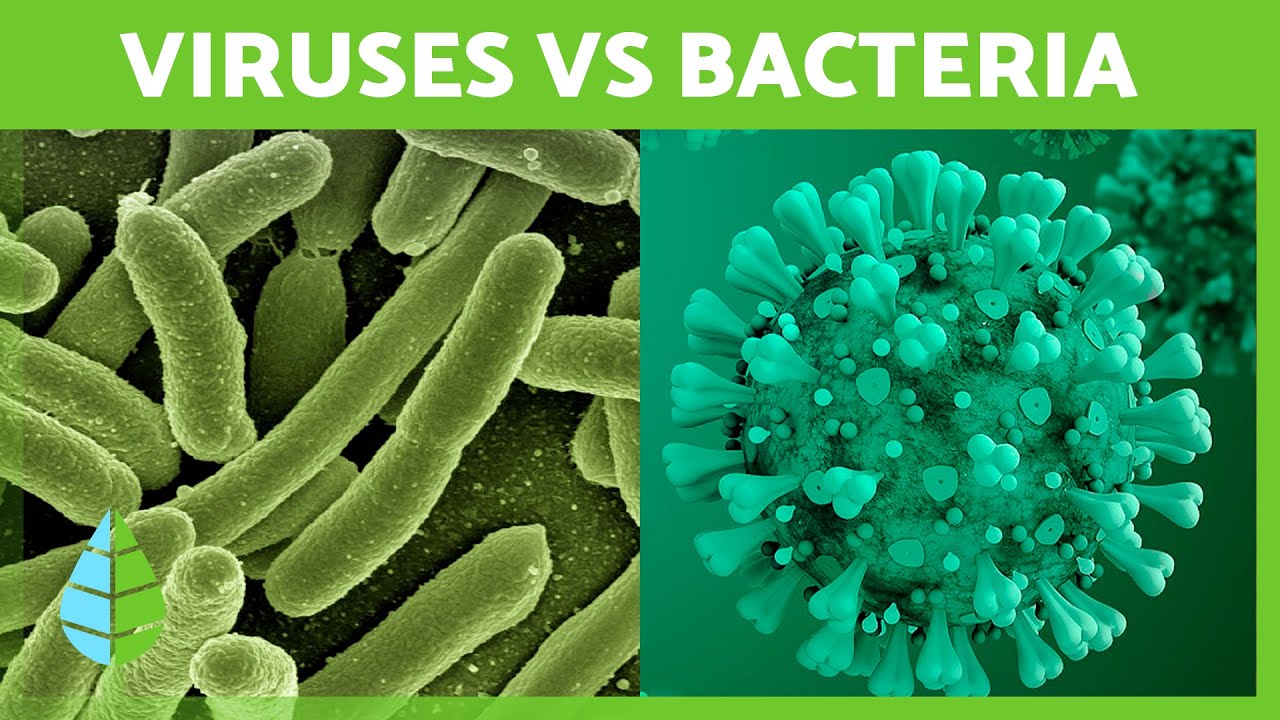 What is the DIFFERENCE between VIRUSES and BACTERIA? 🦠 (Definitions and ...