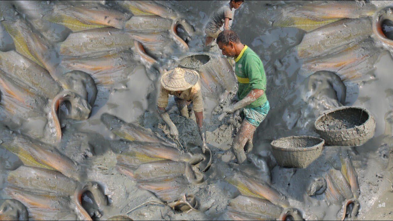 Village People Catching Lot Of Catfish & Snakehead by Hand | Fisherman ...