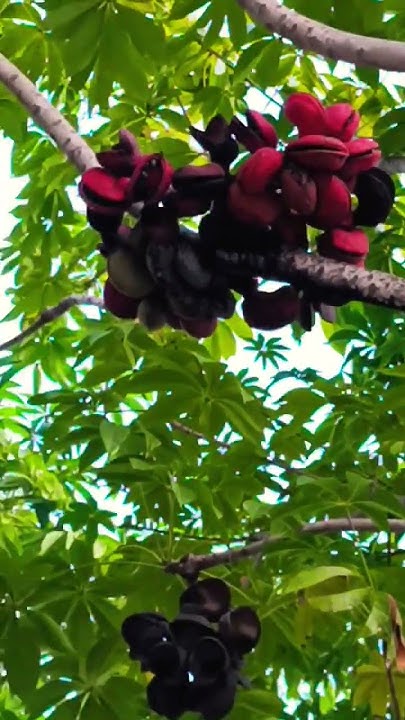 Sterculia foetida Plant, is a soft wooded tree that can grow up to 35 ...