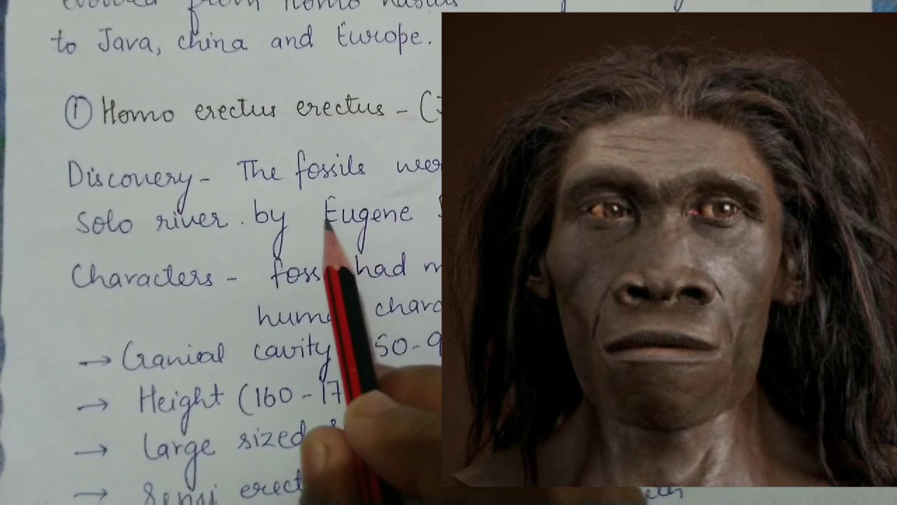 Human evolution- part 2 - YouTube