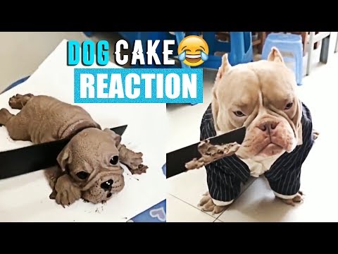 Dogs React To Cutting Dog Cake 😂Funny Dog Cake Reactions 2019 🐕#TryNotToLaugh