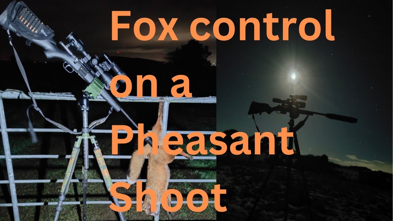 Fox control on a pheasant shoot - YouTube