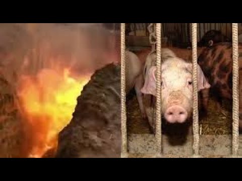 Pig Farm Pigs Burnt Alive l Cruelty in Pig Farming l Still Eating Pigs ...