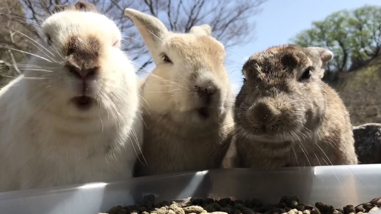Rabbits are the cutest creatures in the universe! - YouTube